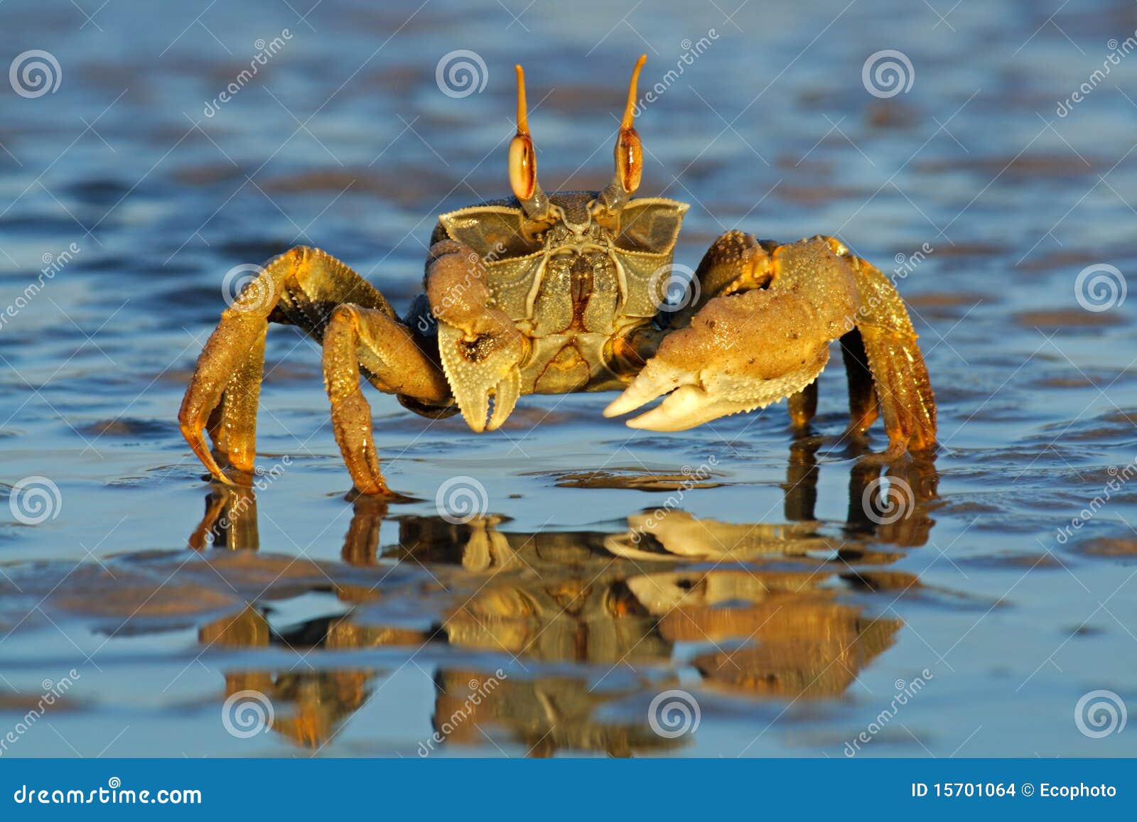 Ghost Crab Digging Burrow In Hawaii Royalty-Free Stock Photo ...