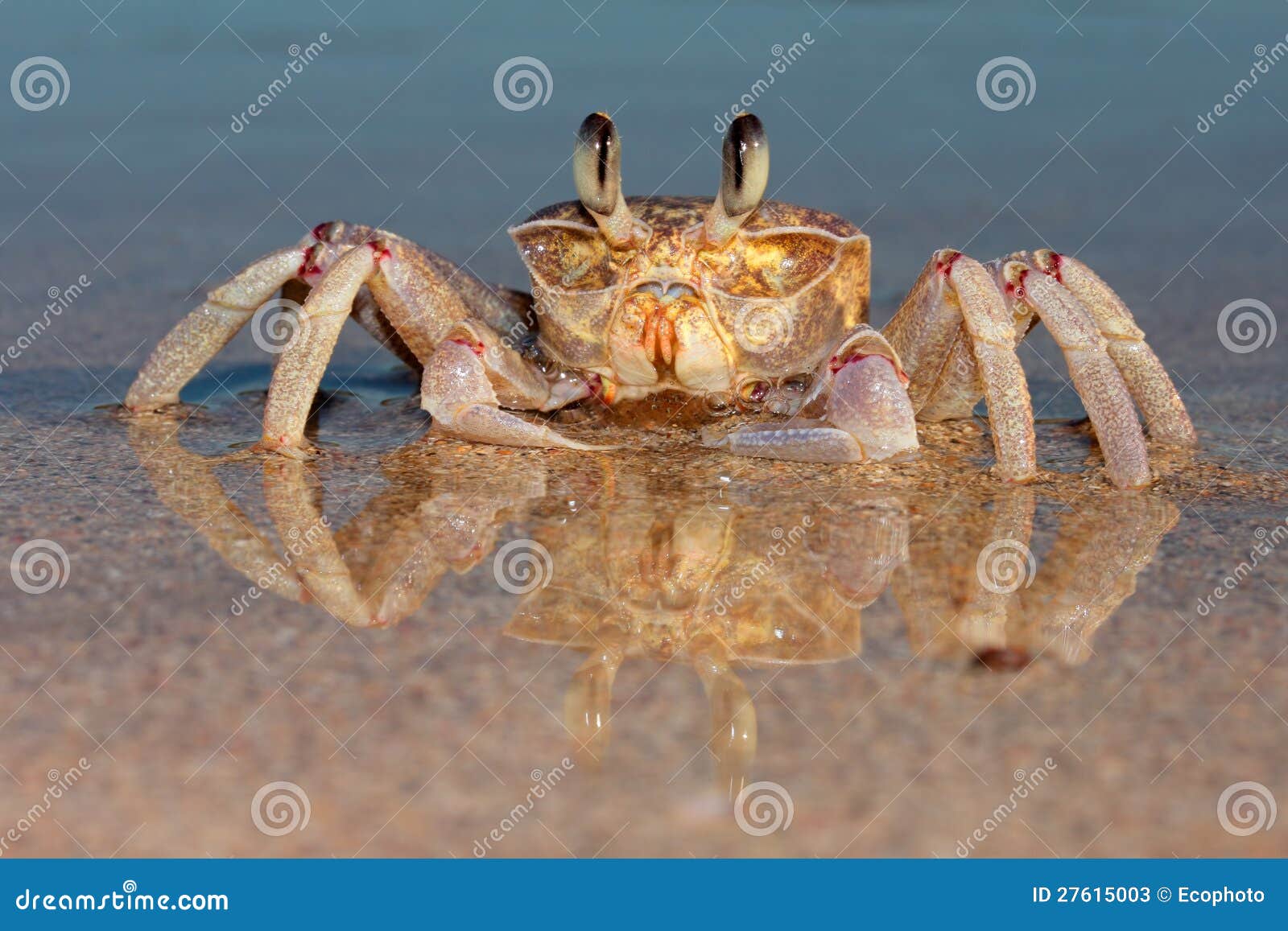 Ghost Crab Holes On The Beach Stock Image | CartoonDealer.com #32810473