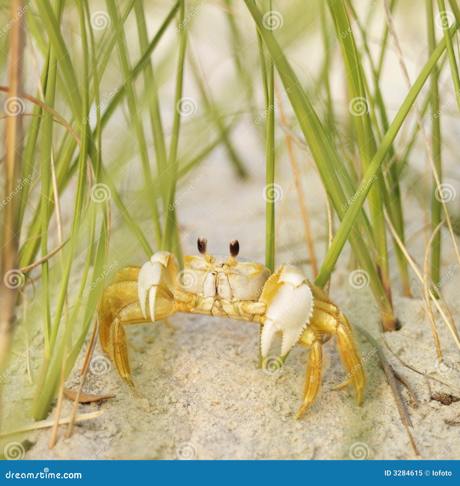 Ghost Crab Holes On The Beach Stock Image | CartoonDealer.com #32810473