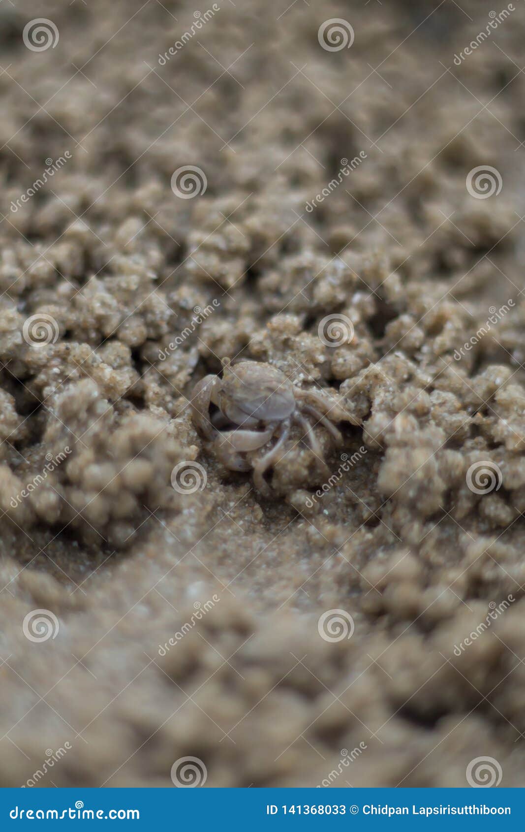 GHOST CRAB, Digging Holes into the Sand of the Beach Stock Image ...