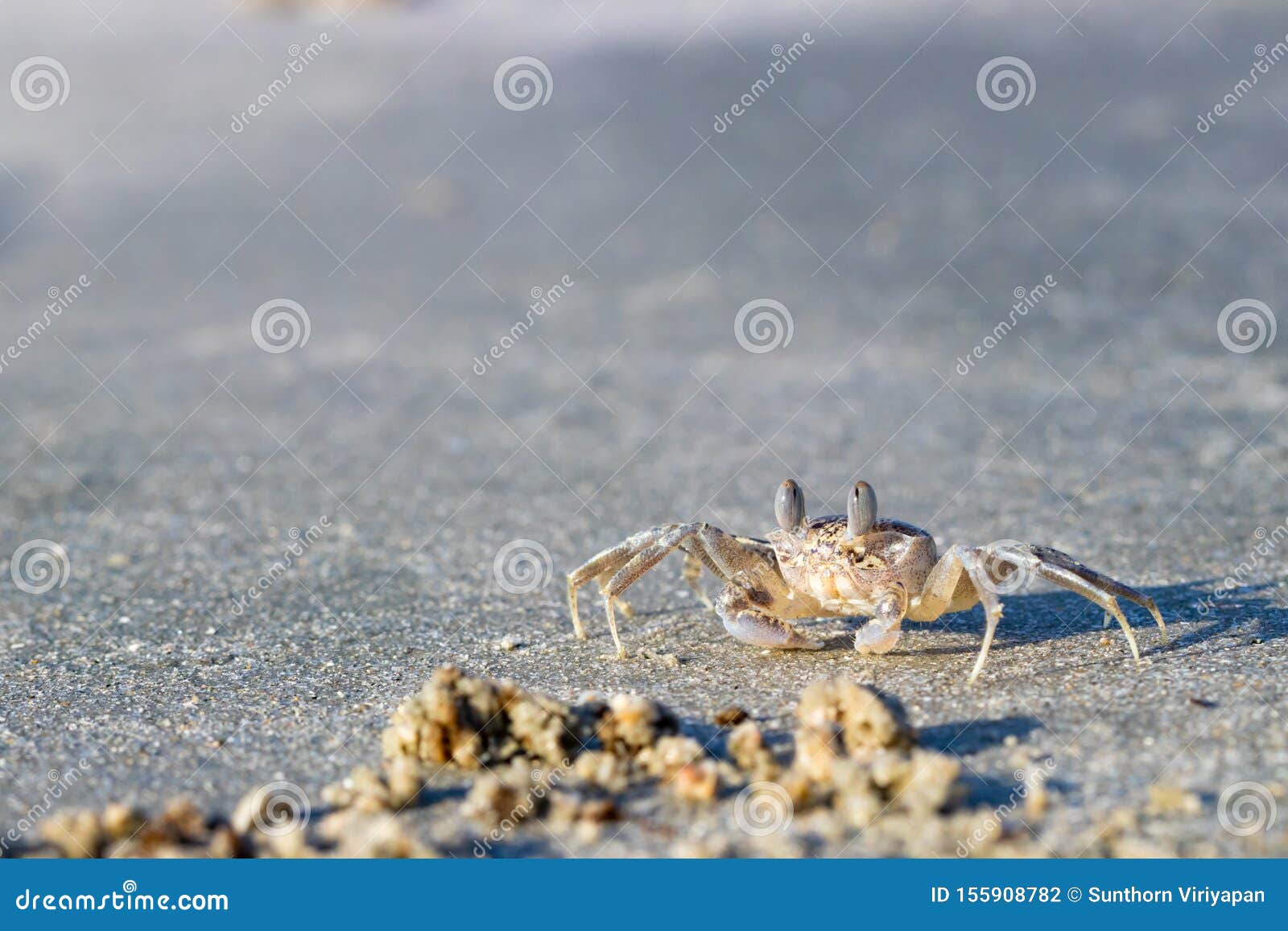 Ghost Crab Ocypode Quadrata Stock Photo - Image of ghost, eyes: 155908782