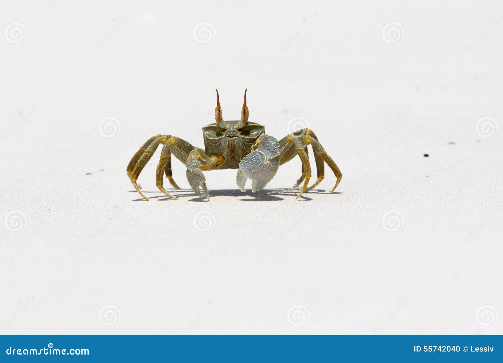 Crab,Ocypode (Ocypodidae),Wind Crab Are Playing On The Sand Royalty ...