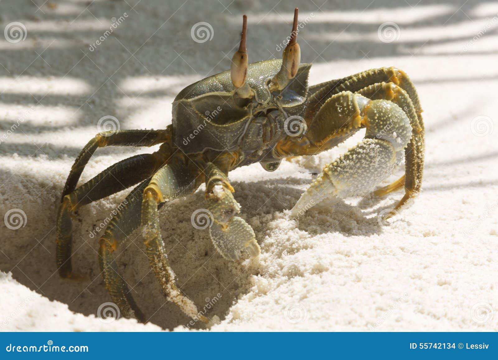 Ghost Crab (Ocypode Quadrata) Stock Photo - Image of marina, live: 55742134
