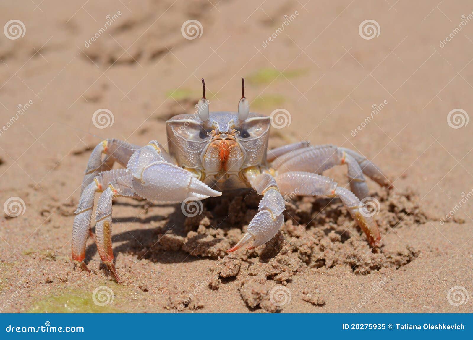 Ghost Crab (Ocypode Ryderi) on the Beach Stock Image - Image of ...