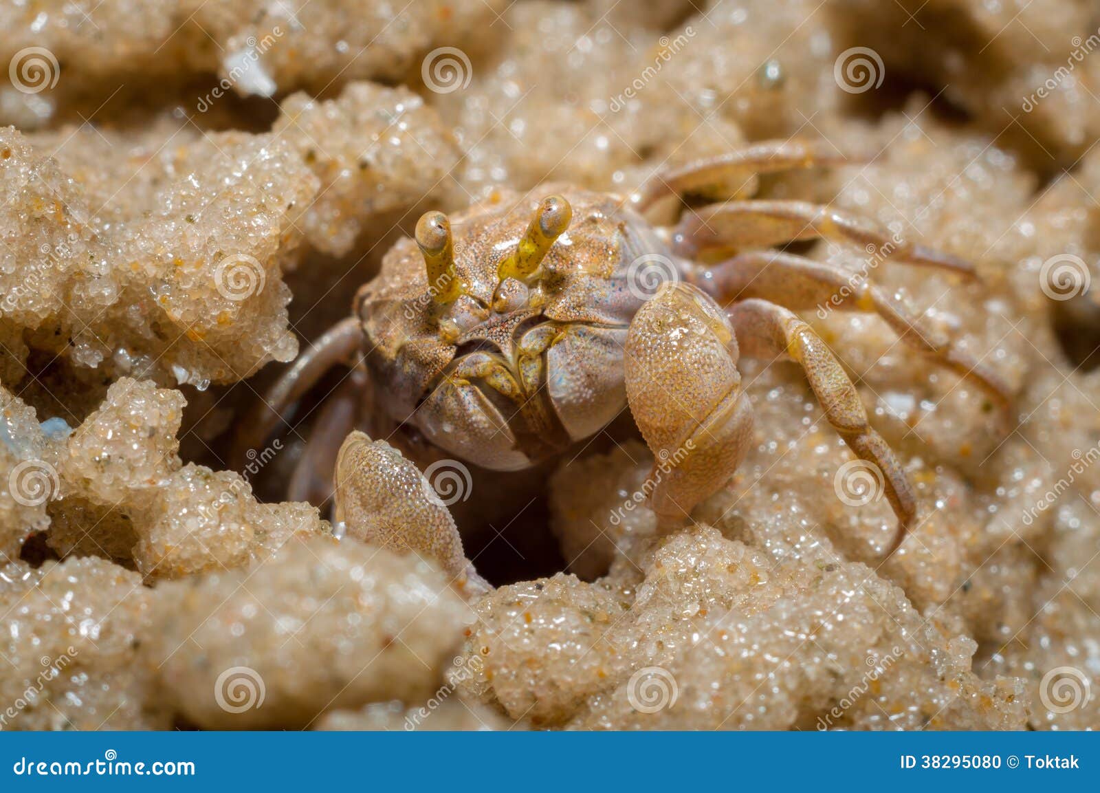 Ghost Crabs (Ocypode Quadrata) Stock Photo - Image of eyes, secretive ...