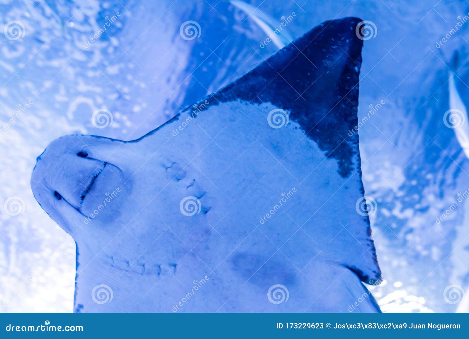 Ghost of the deep sea stock image. Image of atlanta - 173229623