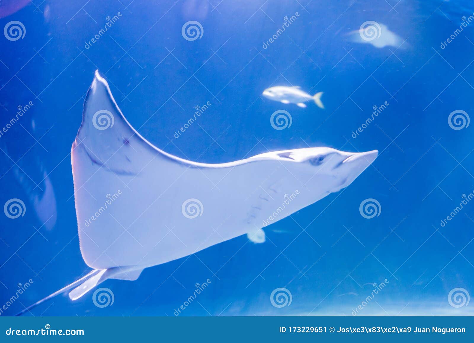 Ghost of the deep sea stock image. Image of beautiful - 173229651