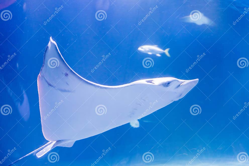 Ghost of the deep sea stock image. Image of beautiful - 173229651