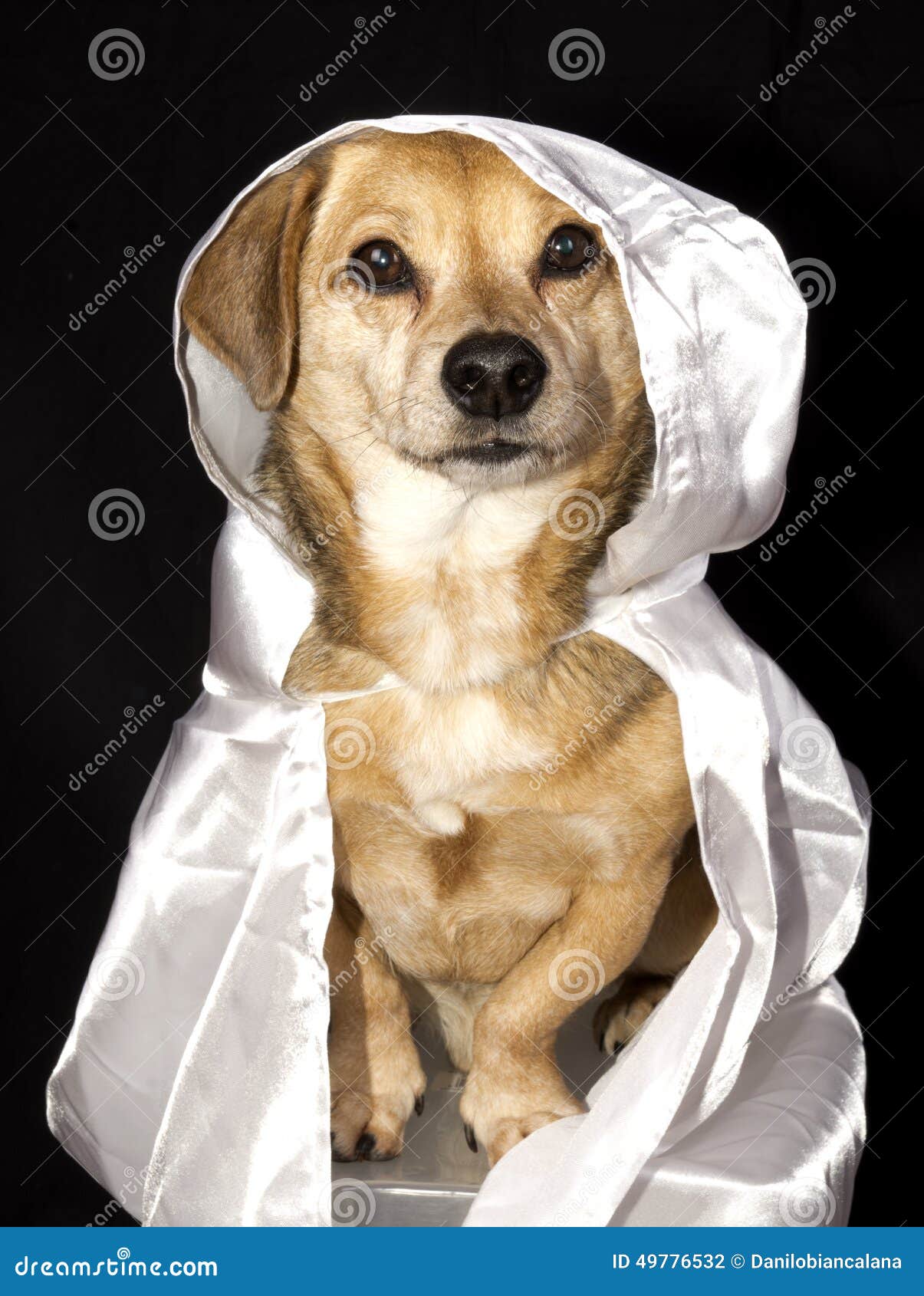 Ghost dog stock photo. Image of background, black, spooky - 49776532