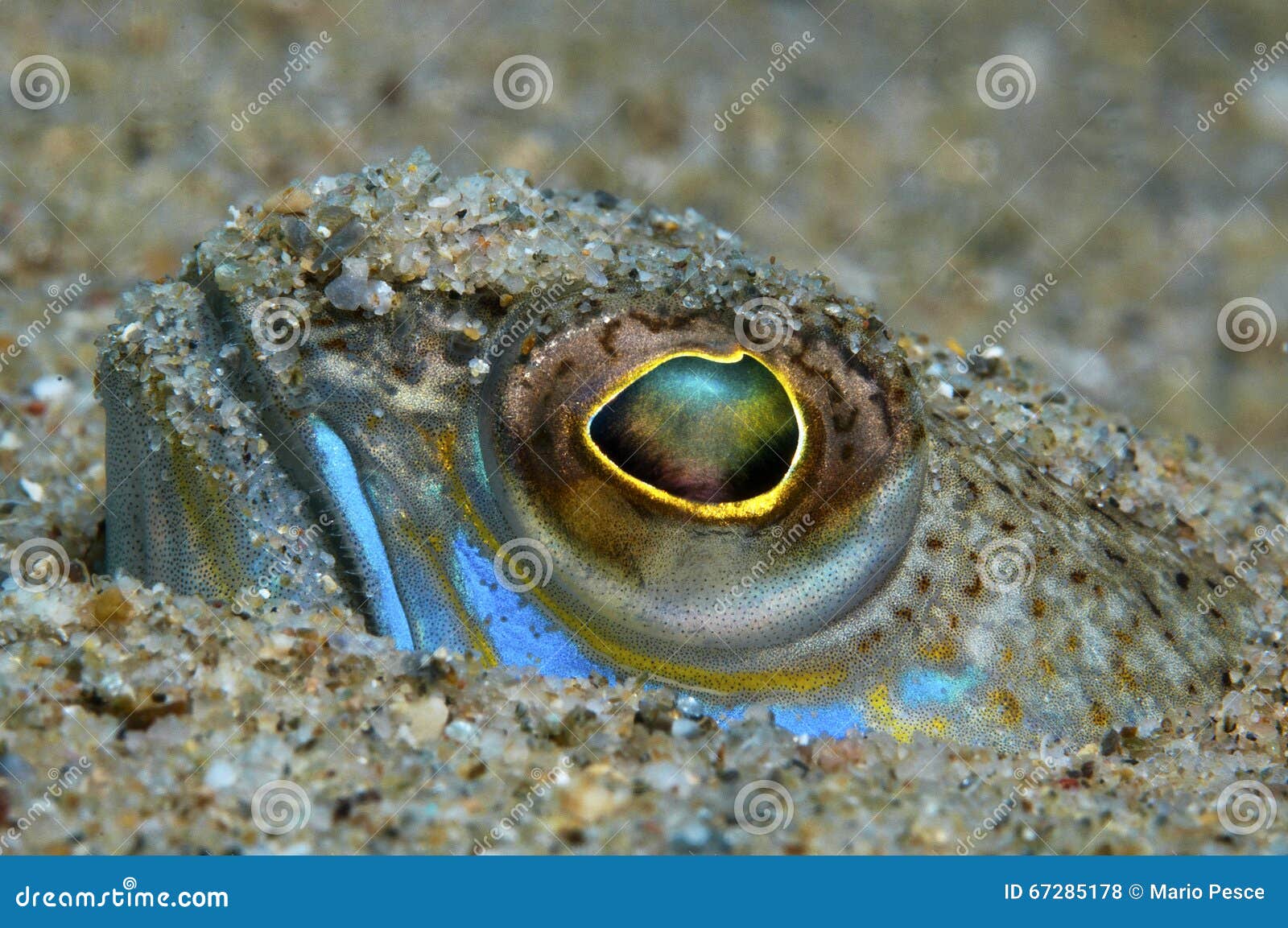 Ghost fish stock photo. Image of marine, closeup, poses - 67285178