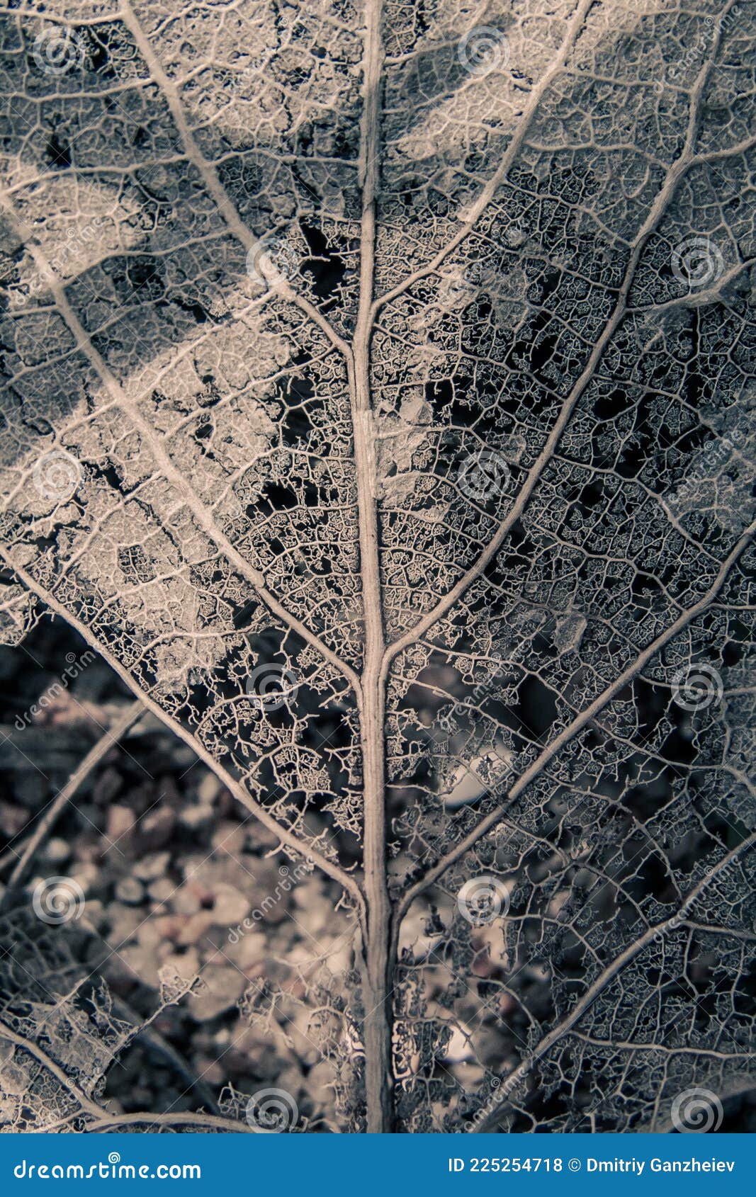 Ghost flora stock photo. Image of leaf, ghost, sand - 225254718