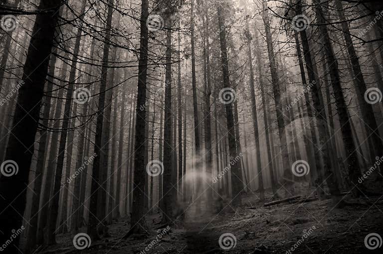Ghost in the forest stock photo. Image of dome, fantasy - 17466808