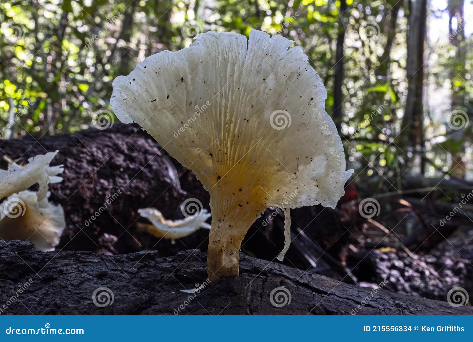 Ghost fungi fruit stock photo. Image of omphalotus, ghost - 215556834