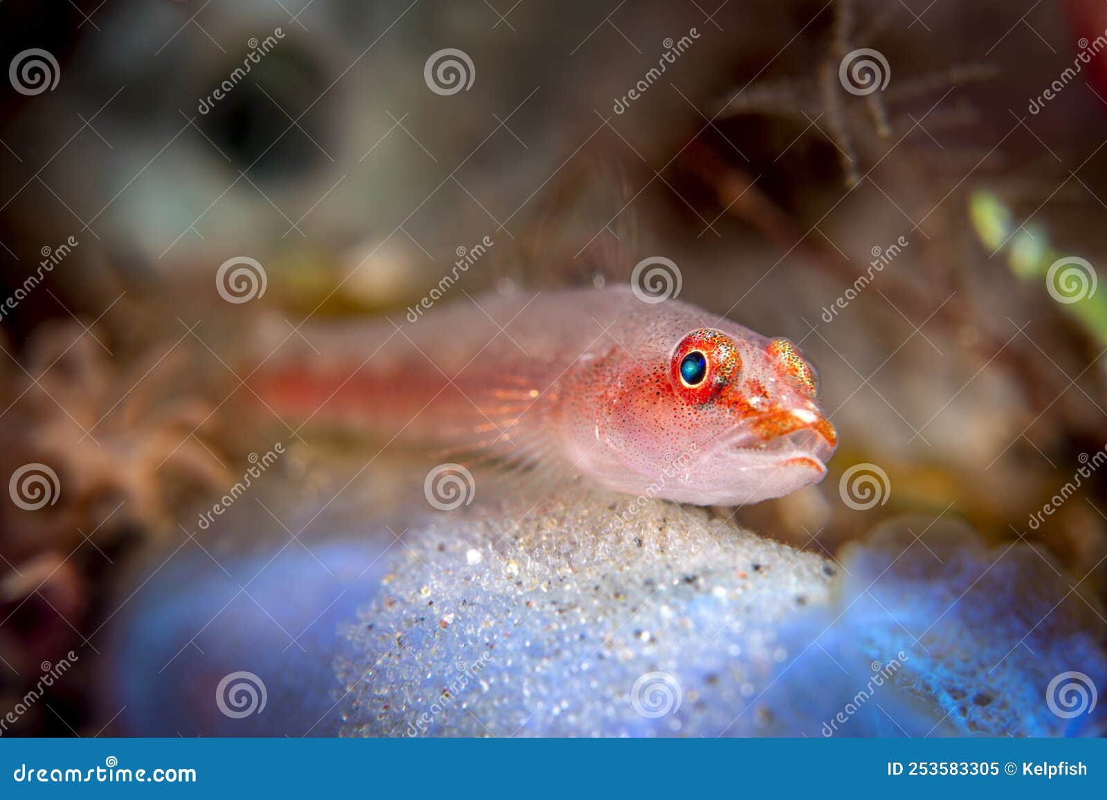 Ghost goby with eggs stock image. Image of behavior - 253583305