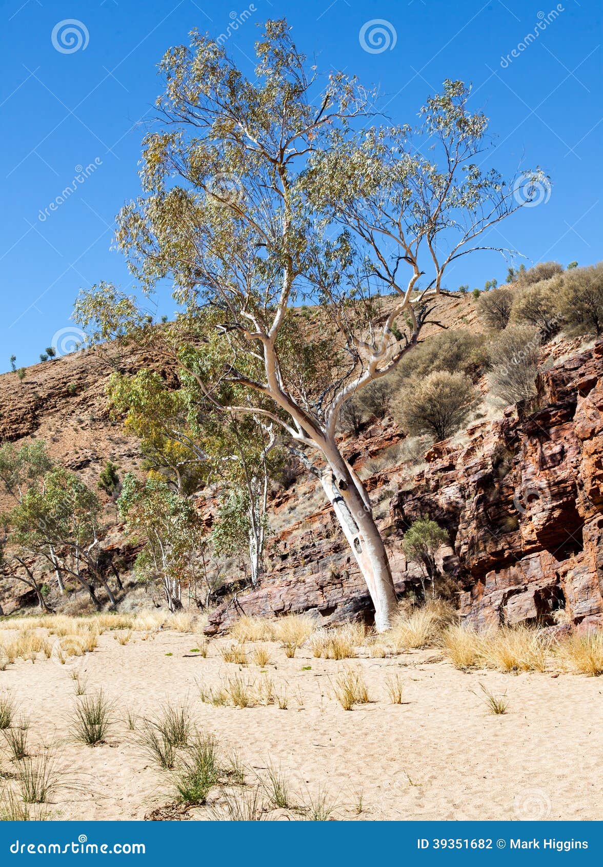 Ghost Gum Desert Tree Australia Stock Photo - Image of alice, rock ... Ghost Gum Desert Tree Australia Stock Photo - Image of alice, rock ...