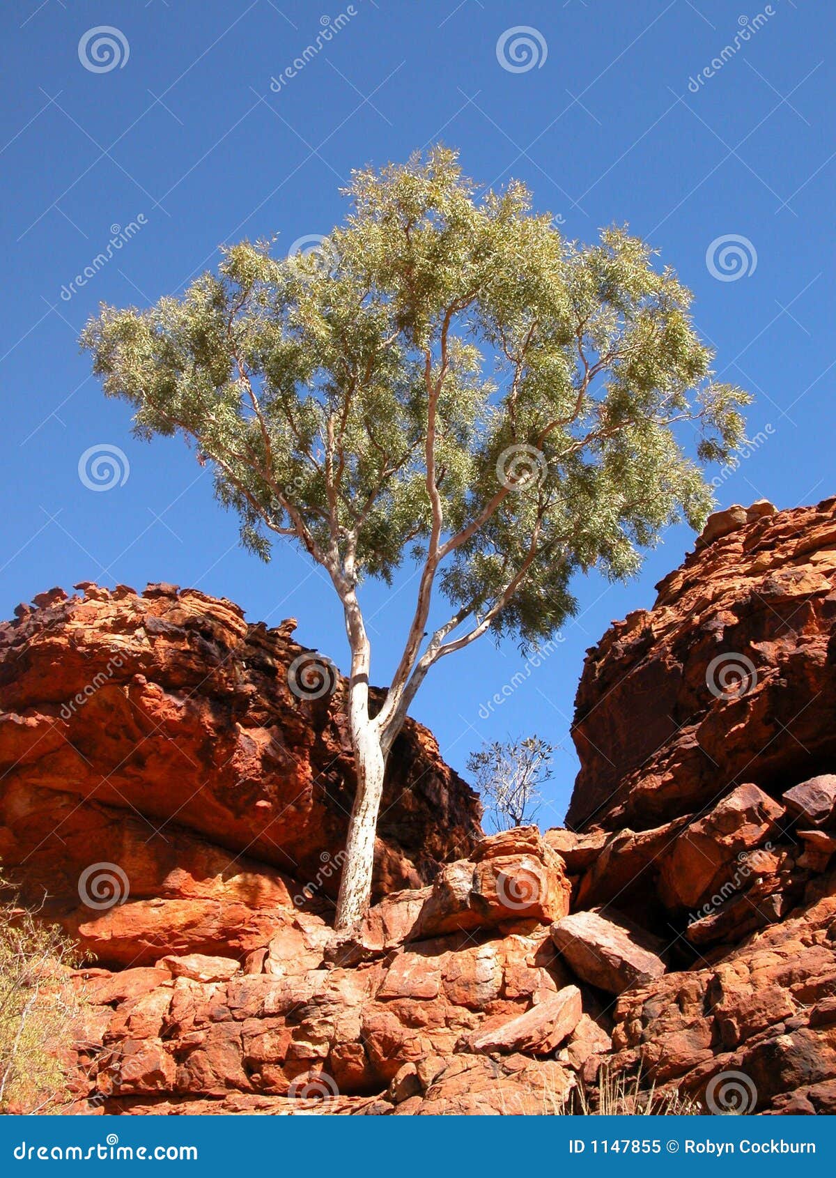 Ghost Gum Tree stock image. Image of conservation, struggle - 1147855