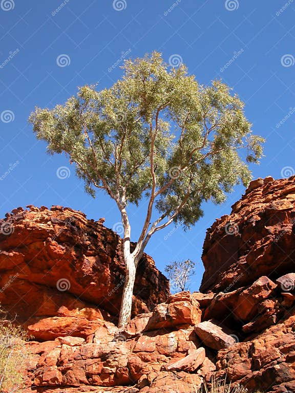 Ghost Gum Tree stock image. Image of conservation, struggle - 1147855