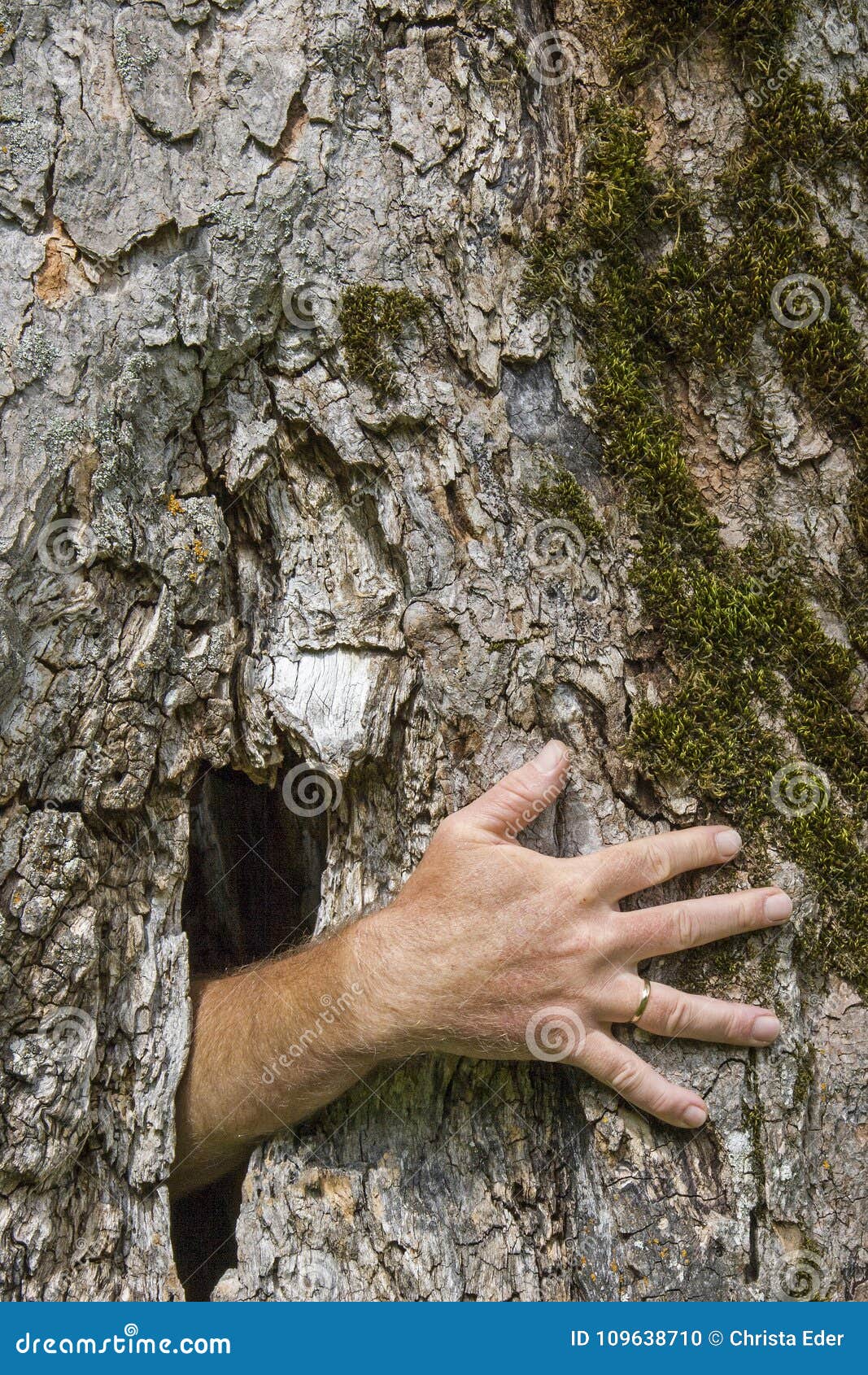 Ghost Hand Growing Out of a Tree Stock Photo - Image of bark, strange ...