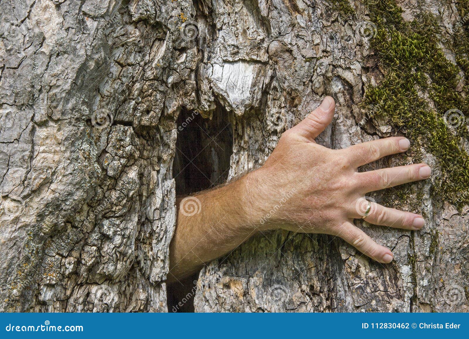 Ghost Hand Growing Out of a Tree Stock Photo - Image of captured ...