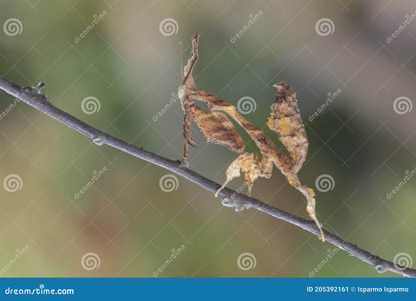 Ghost Mantis Insect stock image. Image of twig, nature - 205392161