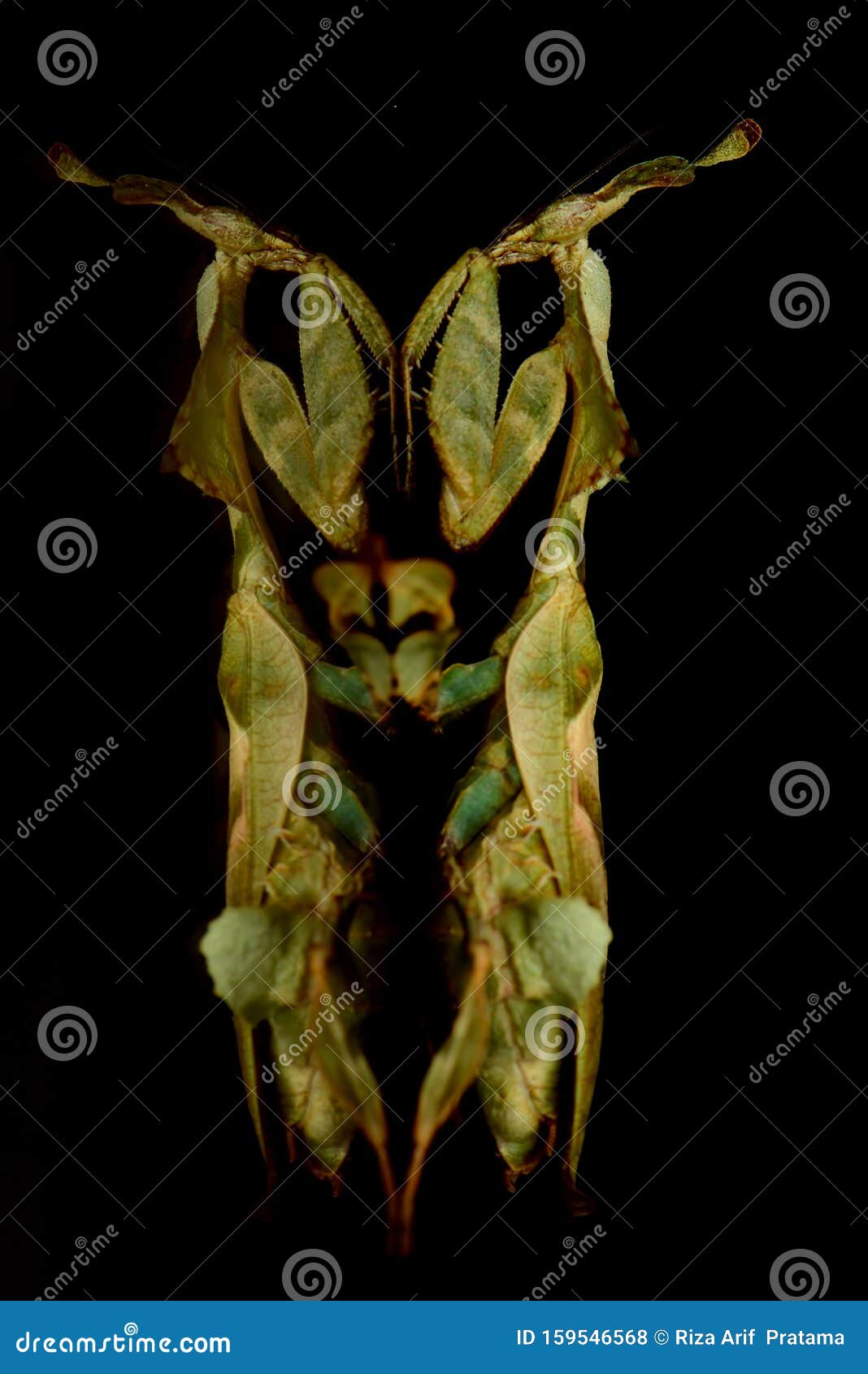 Mirror Ghost Mantis in the Dark Stock Photo - Image of insect, small ...