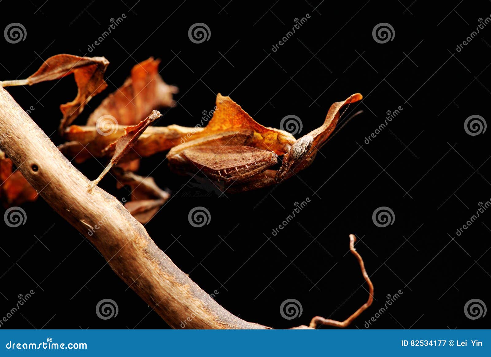 Ghost mantis stock image. Image of entomology, coronatus - 82534177