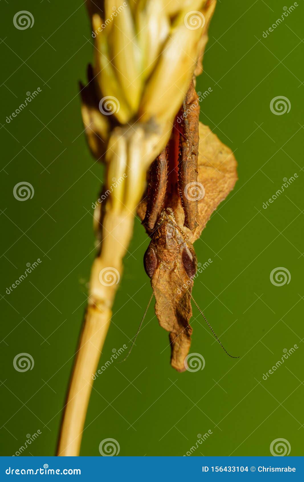 Ghost Mantis & X28;Phyllocrania Paradoxa& X29;, Large Leaf Like Praying ...