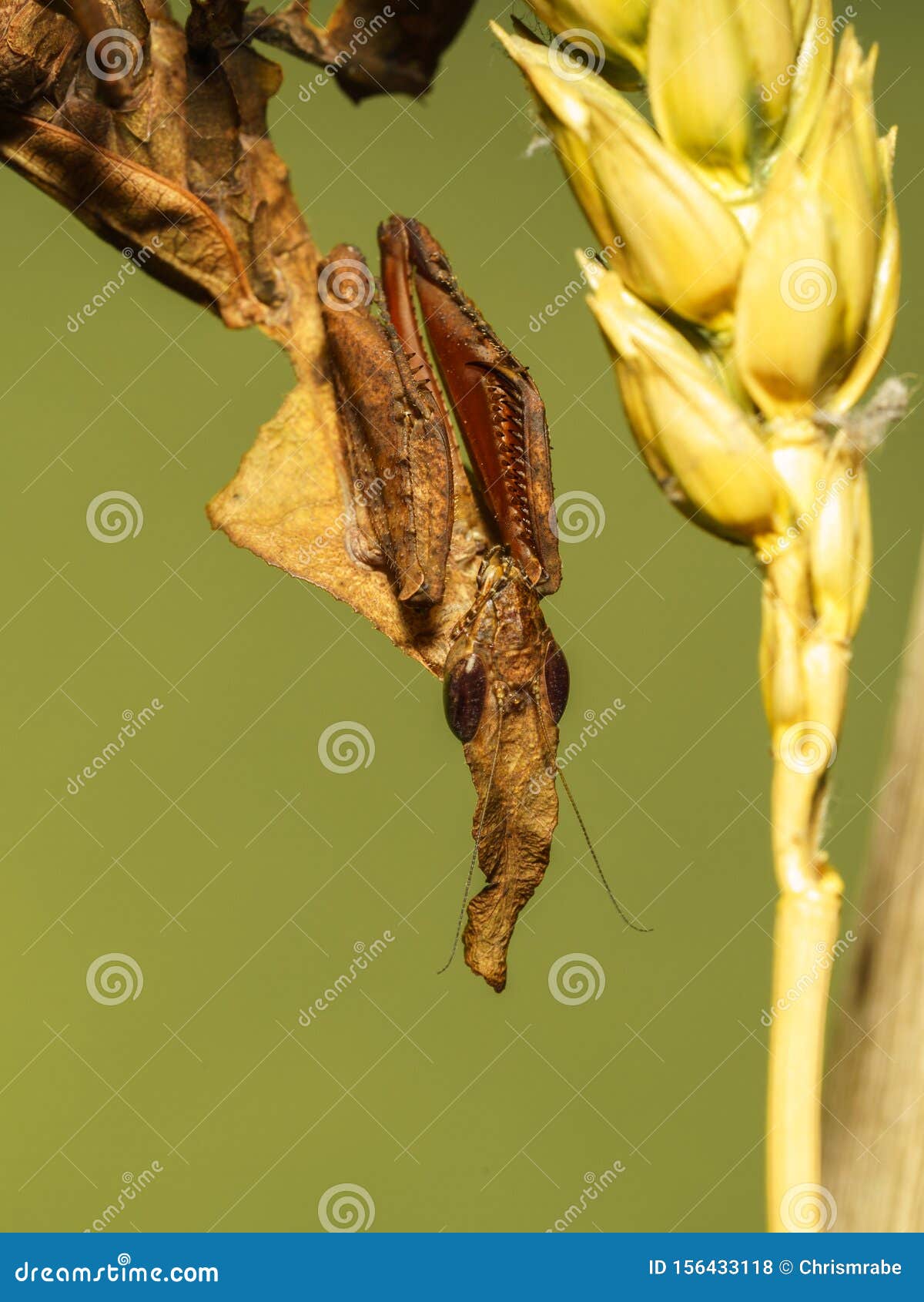 Ghost Mantis (Phyllocrania Paradoxa), Large Leaf Like Praying Mantis ...
