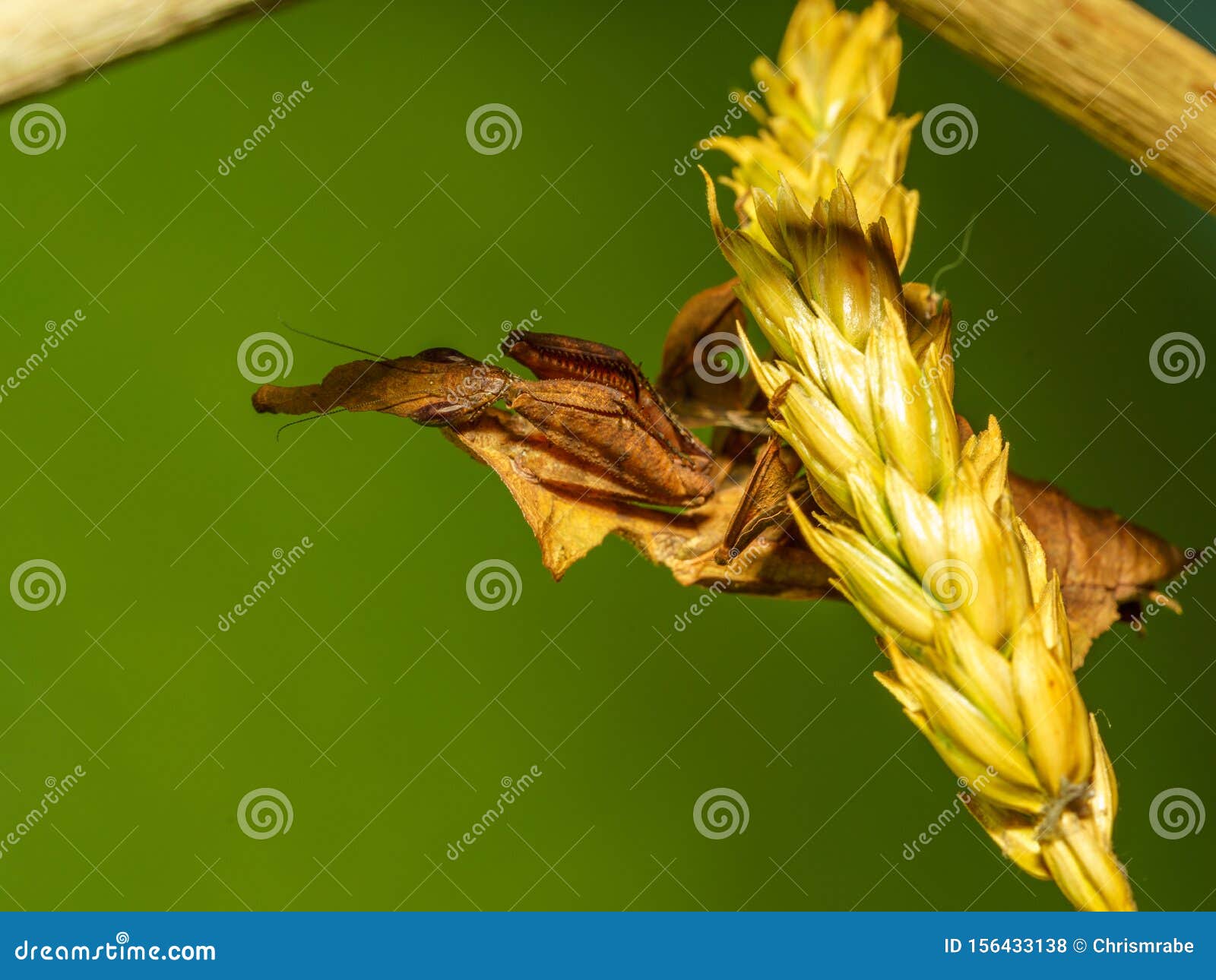 Ghost Mantis & X28;Phyllocrania Paradoxa& X29;, Large Leaf Like Praying ...