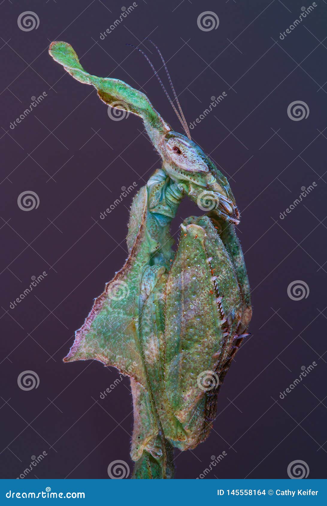 Ghost Mantis portrait stock photo. Image of vertical - 145558164