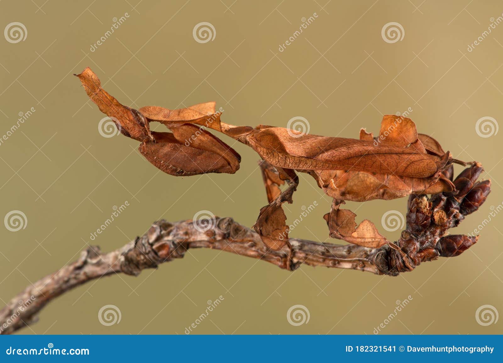Ghost Mantis, Phyllocrania Paradoxa Stock Image - Image of paradoxa ...