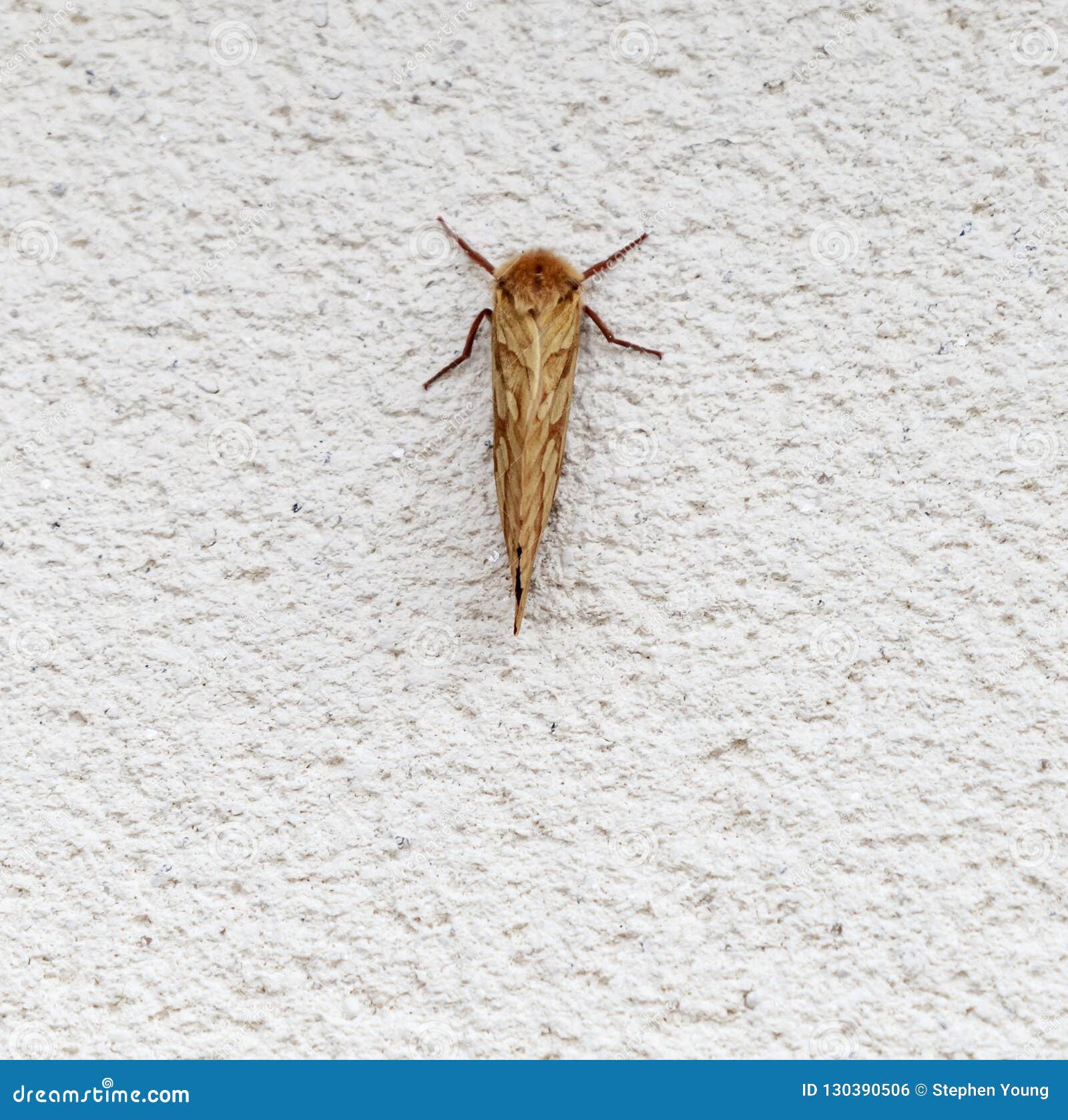 Ghost Moth stock photo. Image of invertebrate, animal - 130390506