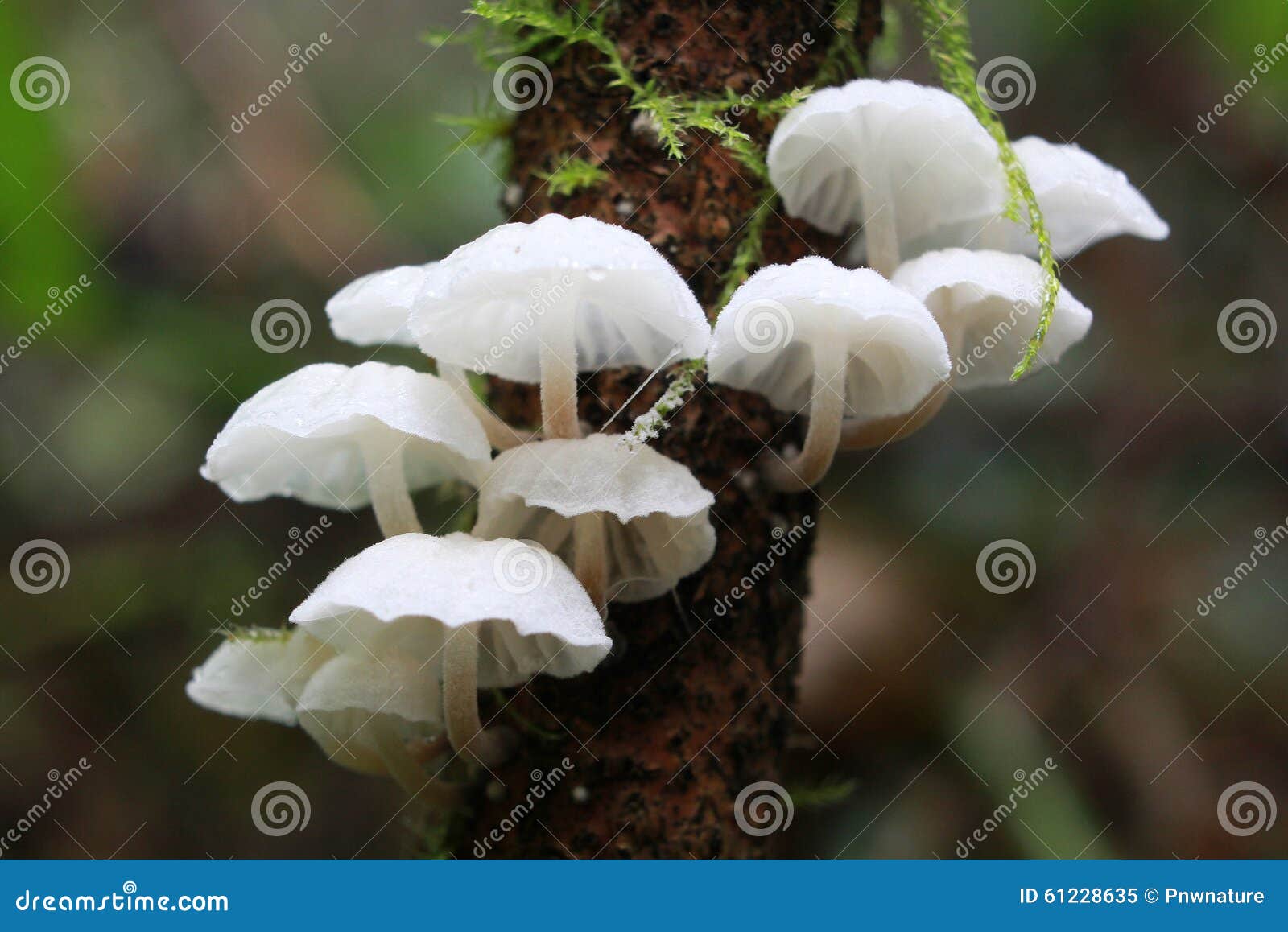 Ghost Mushroom - Marasmiellus Candidus Stock Image - Image of mushroom ...