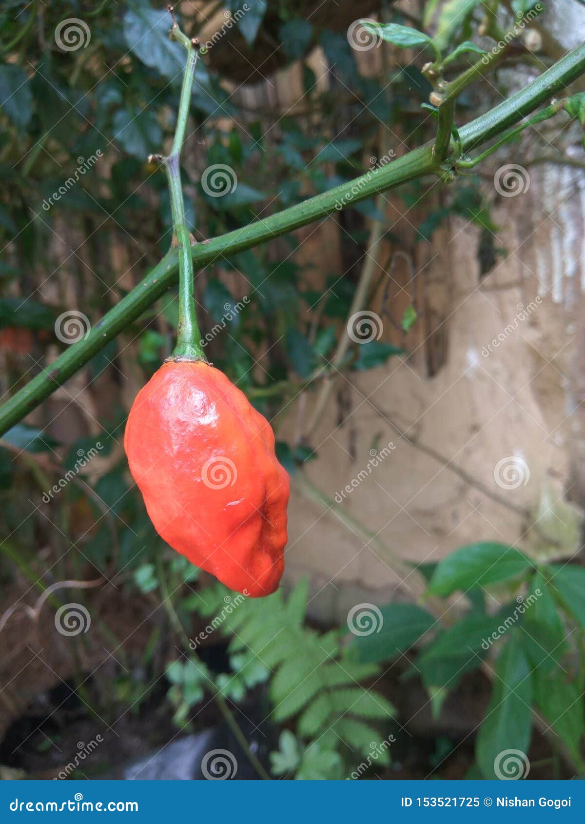 The ghost pepper of Assam stock image. Image of bhutjolokia - 153521725