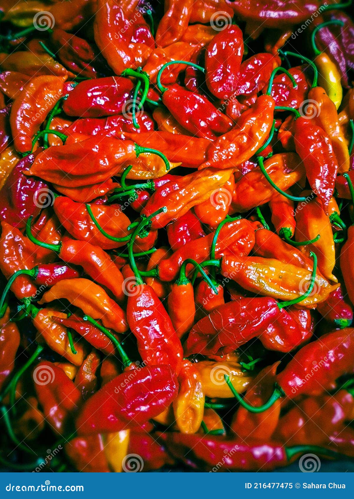 Ghost pepper stock vector. Illustration of ghost, food - 216477475