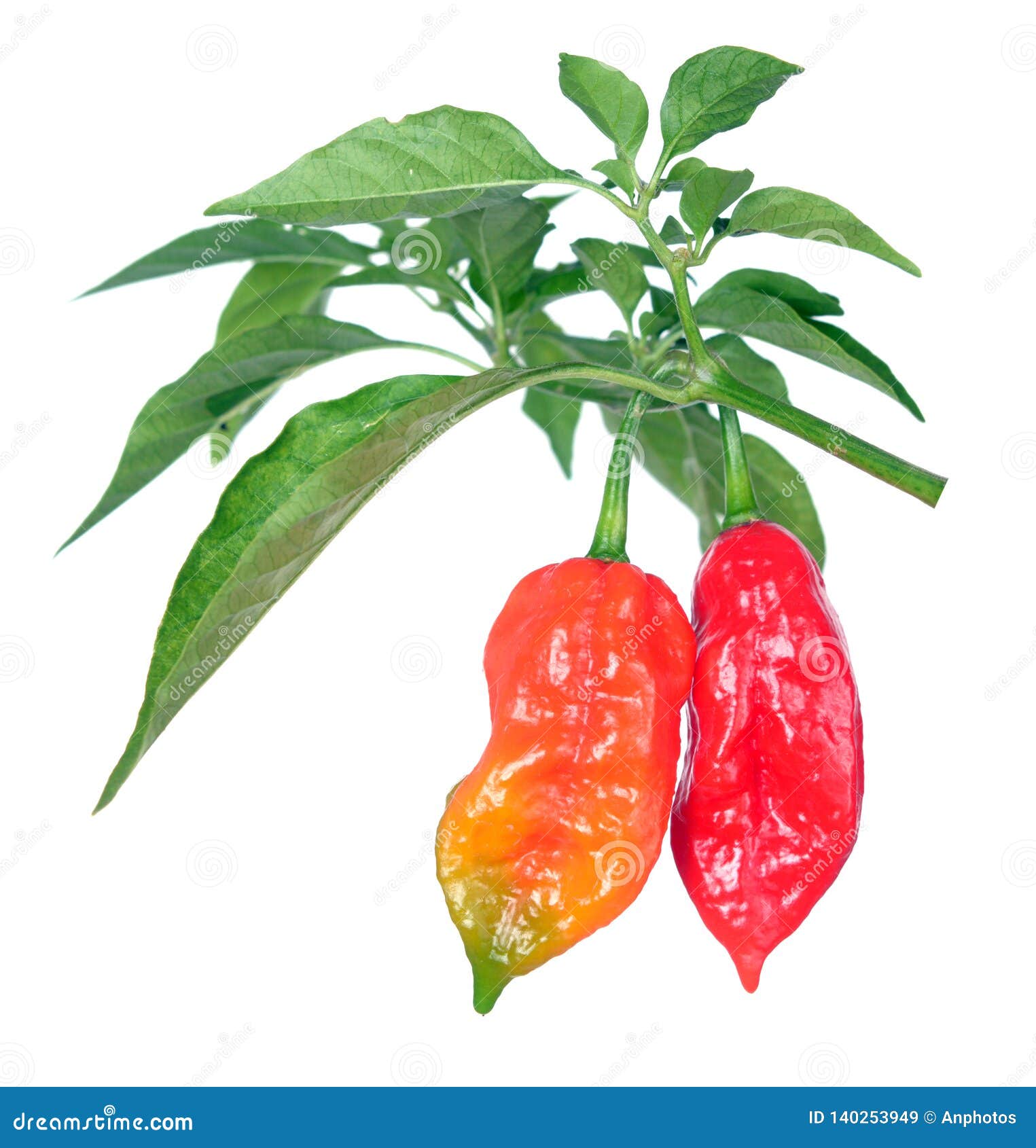 Ghost pepper stock image. Image of healthy, color, fresh - 140253949