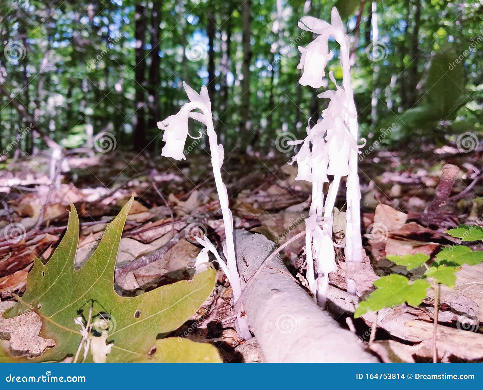 Ghost pipe stock photo. Image of forest, uniflora, ghost - 164753814