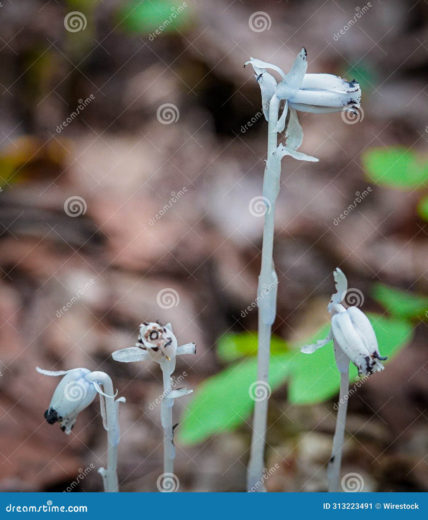 Ghost Pipe or Indian Pipe Flower in the Summer. Stock Image - Image of ...