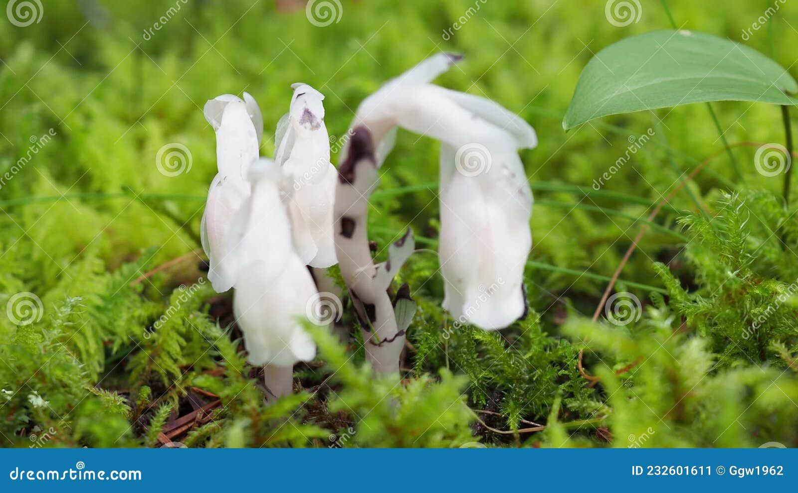 Ghost pipe mushrooms stock video. Video of autumn, fall - 232601611
