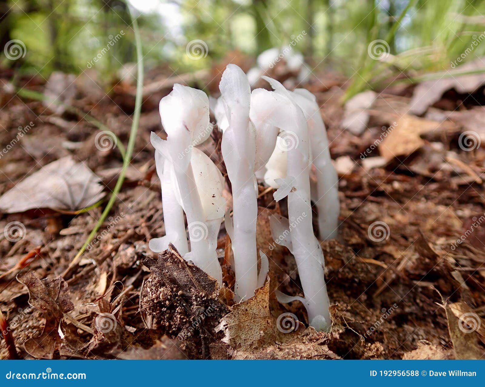 Ghost Pipe Mushrooms stock photo. Image of natural, leaves - 192956588