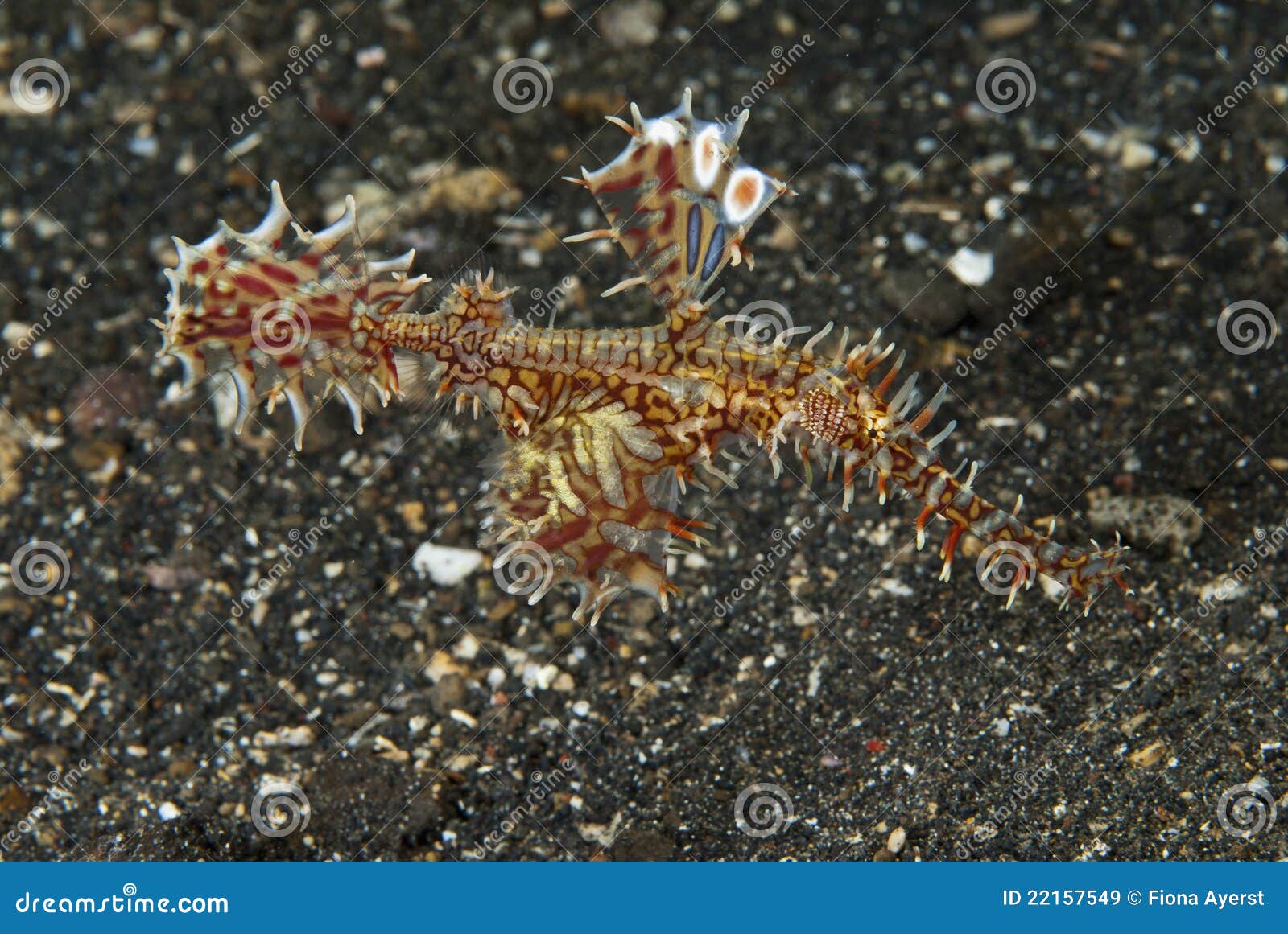 Ghost pipefish stock image. Image of sulawesi, pipefish - 22157549
