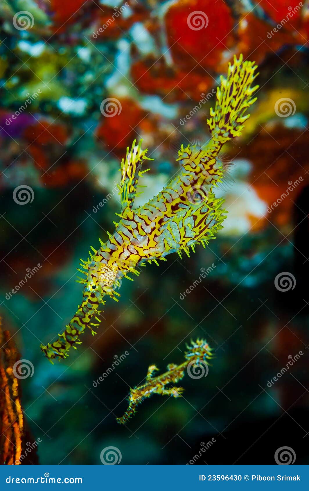 Ghost Pipefish stock photo. Image of shell, scuba, animone - 23596430