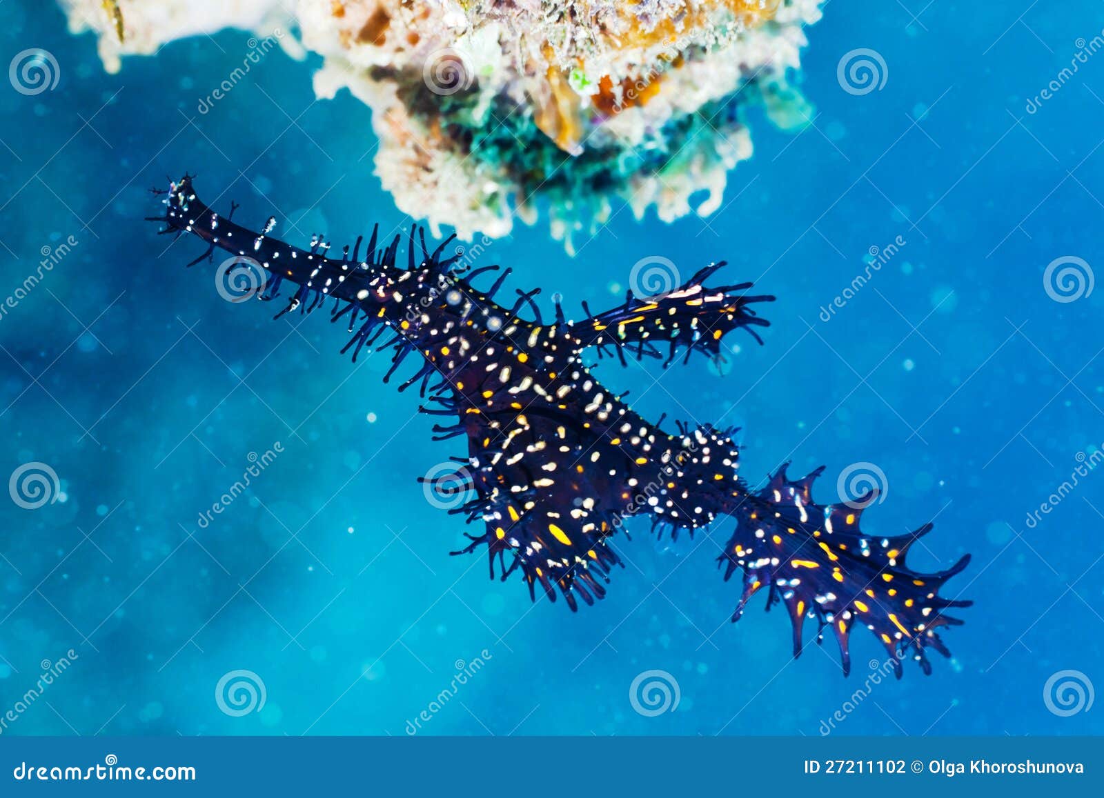Ghost Pipefish Royalty-Free Stock Photography | CartoonDealer.com #37228781