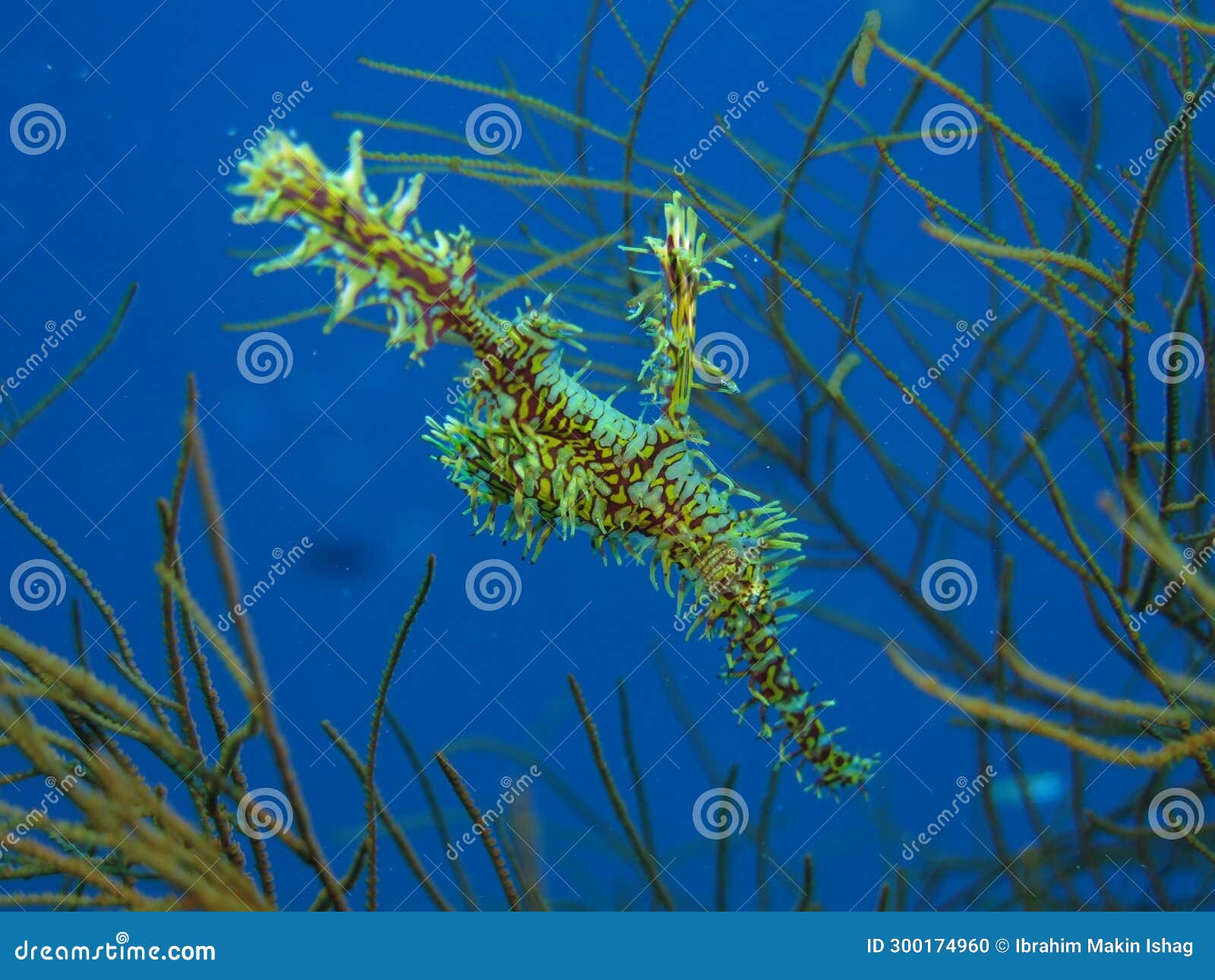 Ghost Pipefish stock photo. Image of maldives, underwater - 300174960