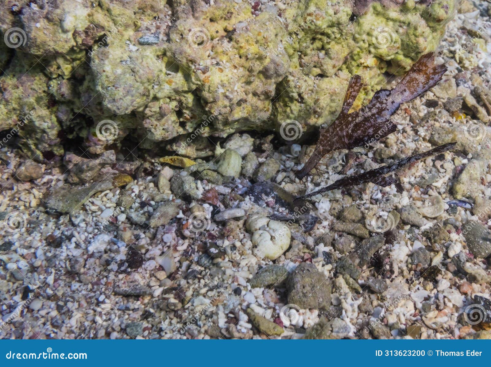 Ghost Eel Shallow Reef Flats, Sheltered Coastal Reefs, And Lagoons ...