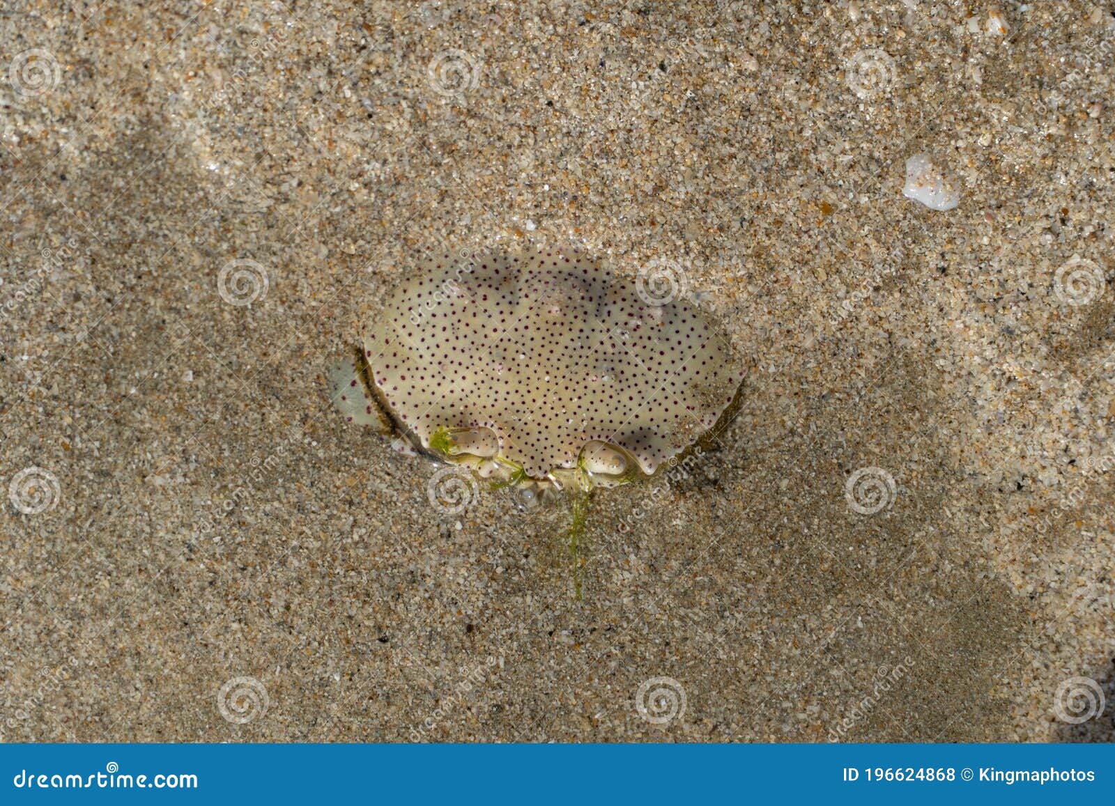 A Ghost Sand Crab Hiding Under the Sand at the Beach. Ocypode Stock ...