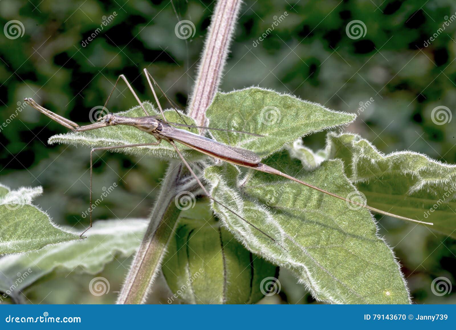 Ranatra Linearis - Water Stick Insect Sits On The Green Wet Leaf Of ...