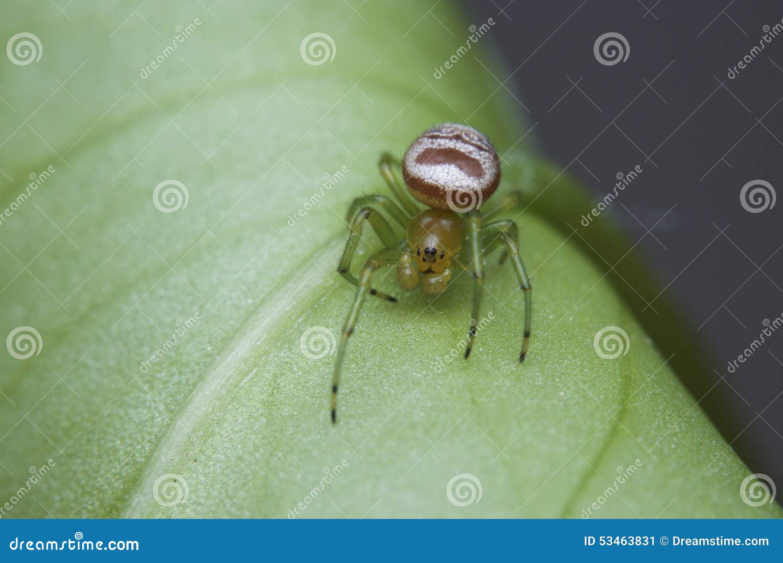 The Ghost Spider stock image. Image of nature, leafs - 53463831