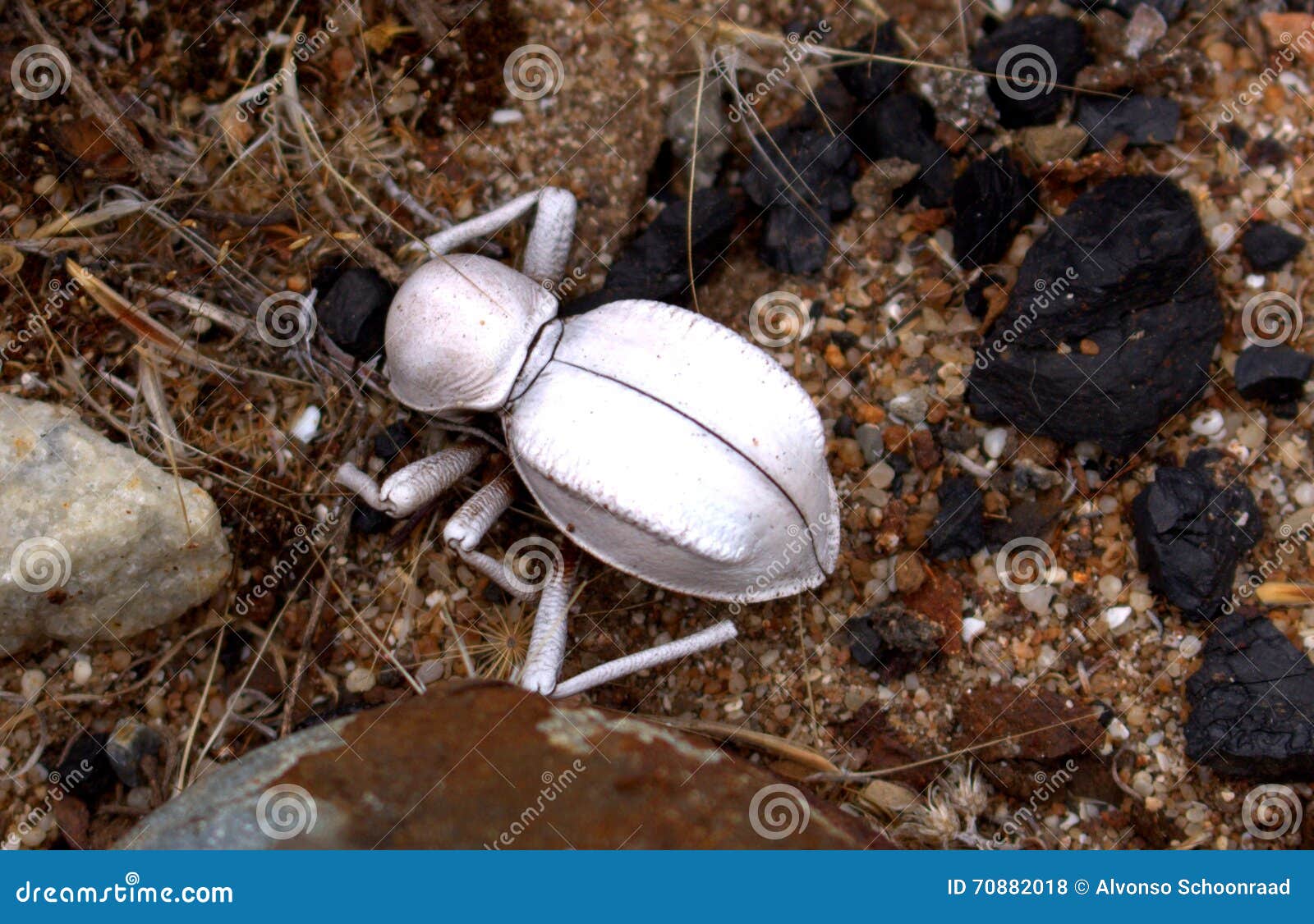 Ghost Toktokkie stock photo. Image of insect, dead, ghost - 70882018