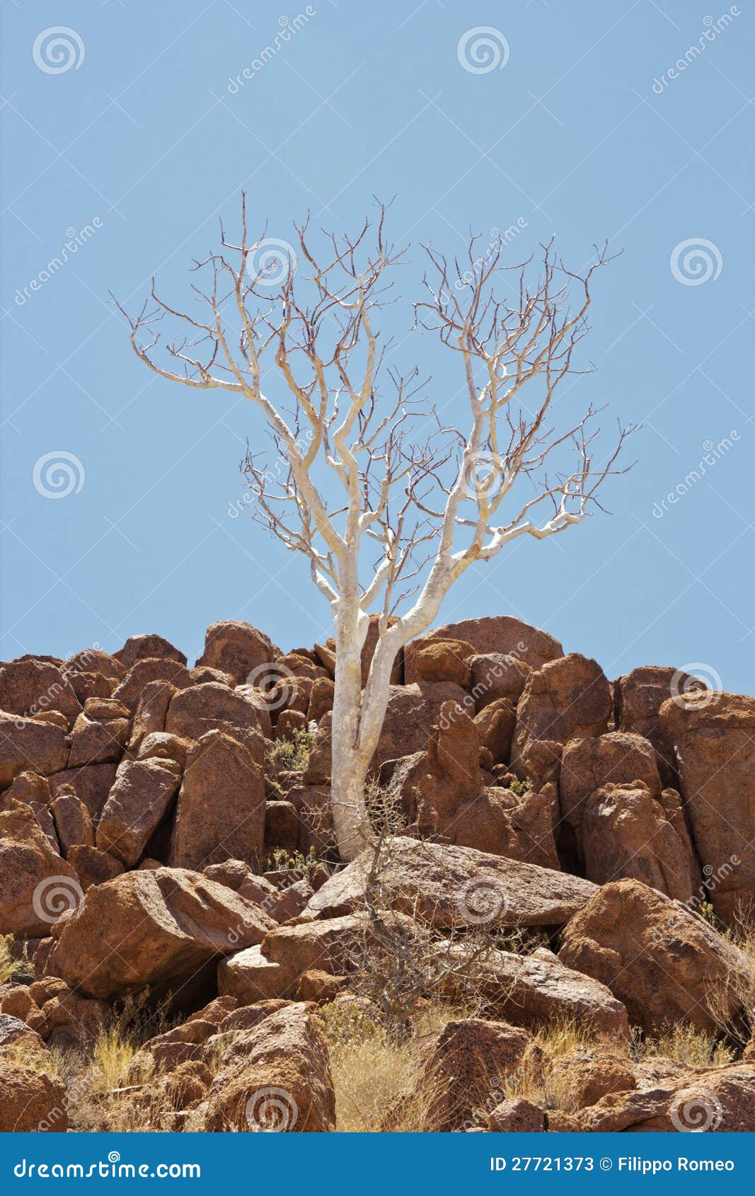 Ghost tree stock image. Image of south, hill, rocks, african - 27721373